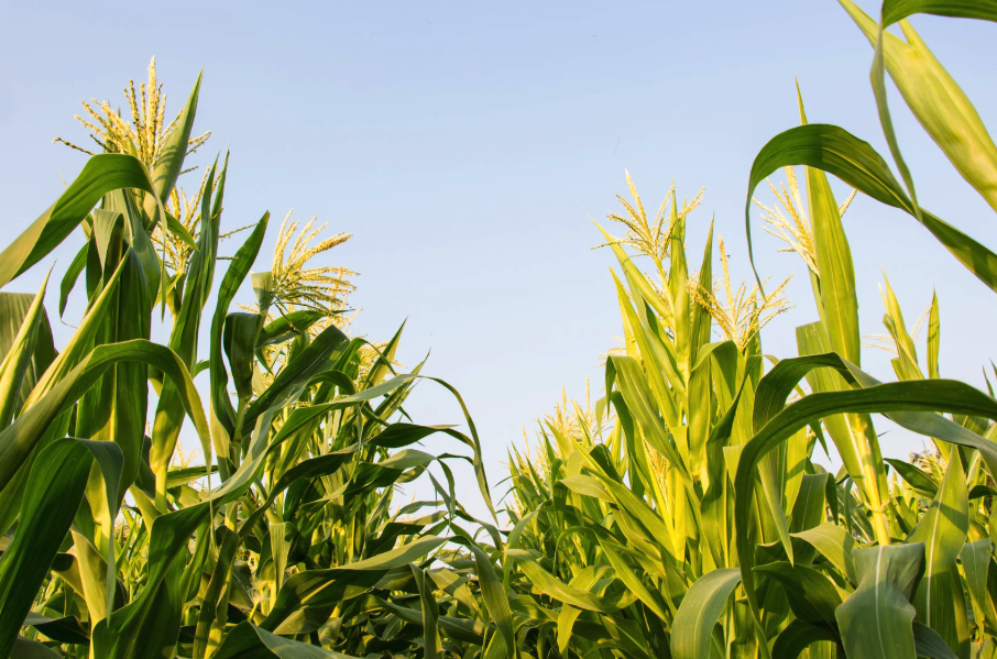 Intel Processors for Sustainable Farming - Microchip USA